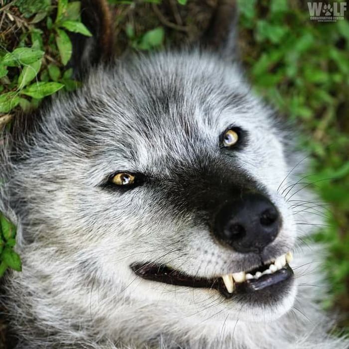 Wolf Pfp by fat1gue_