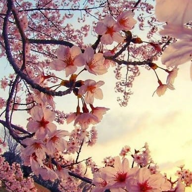 Sakura Display Picture Pfp by sirraed