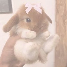 Pink Bunny Pfp by 8f.q