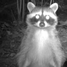 Raccoon Pfp by cosmic demon