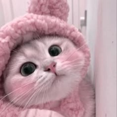 Cute Pink Cat Pfps and Icons - For Discord, Instagram & TikTok