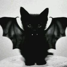 Bat Cat Pfp by Sprite