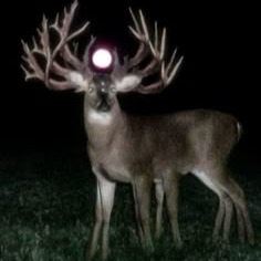 Cryptid Pfp by denxfn2024