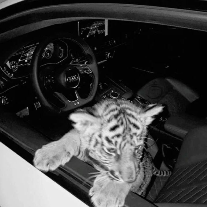 Tiger Profile Photo Pfp by abdulrahman01