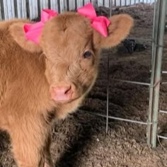 Cow Profile Picture Pfp by cosmic demon