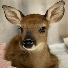 Deer Pfp by fat1gue_