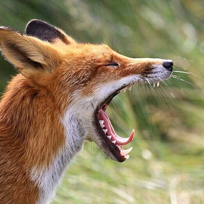 Animal Pfp by Jaxon