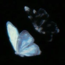 Butterfly Pfp by hayden.0