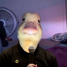 Duck Pfps and Icons - For Discord, Instagram & TikTok