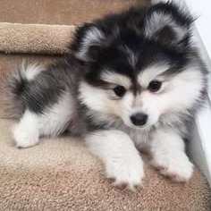 Cute Puppy Profile Image Pfp by Isuk