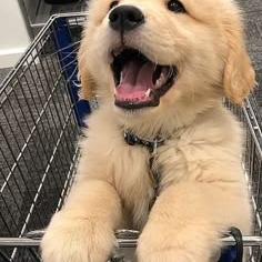 Puppy Pfps and Icons - For Discord, Instagram & TikTok