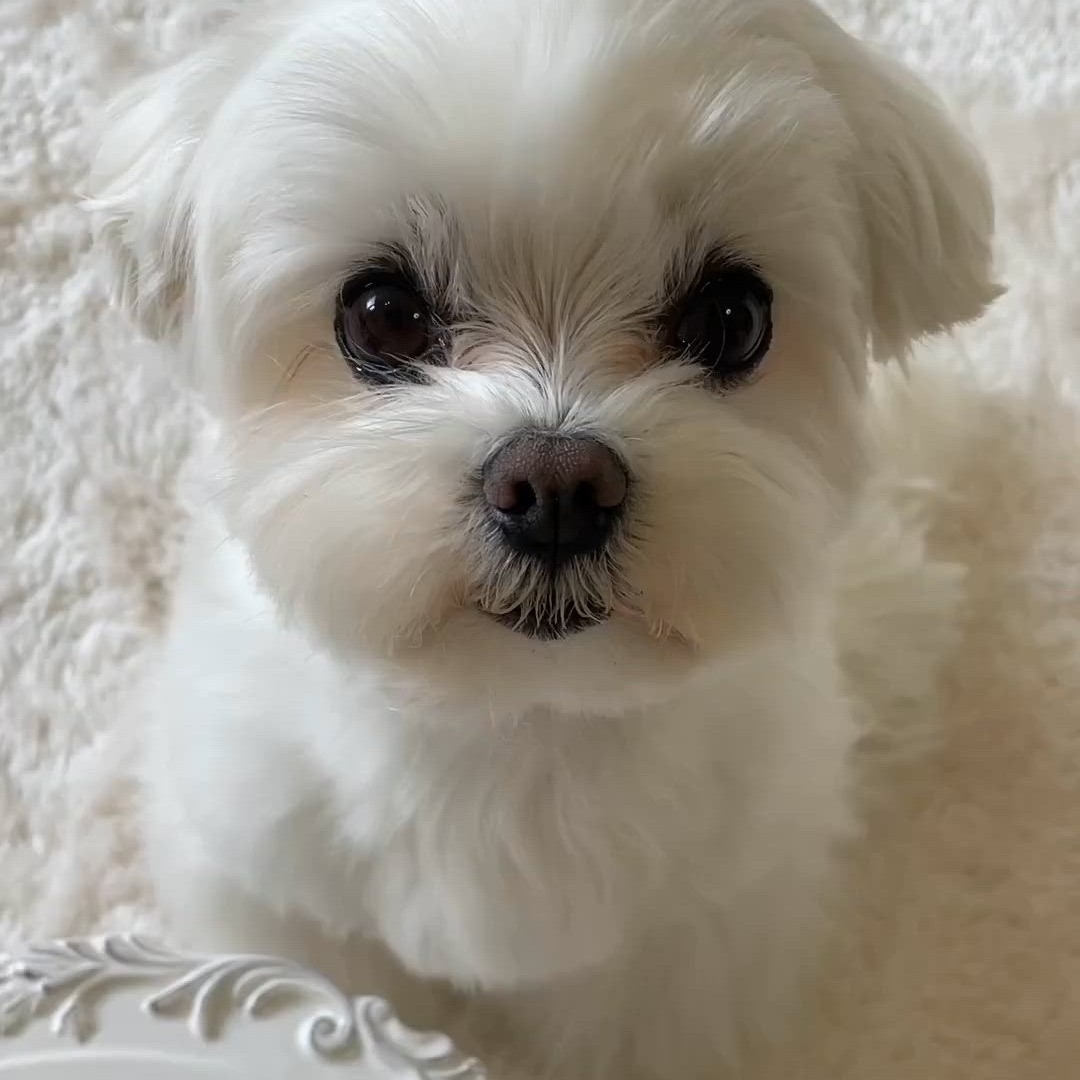 White Dog Pfp by Swftzy_TK