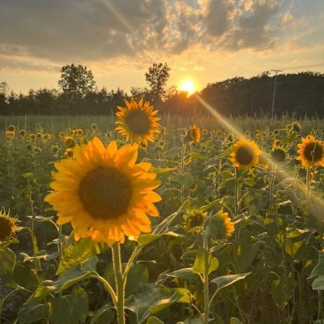 Sunflower Pfp by Sprite