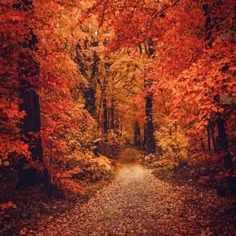 Fall Aesthetic Pfps and Icons - For Discord, Instagram & TikTok