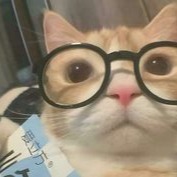 Cats Pfp Collections