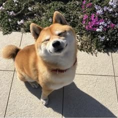 Shiba Inu Profile Photo Pfp by _justhope_
