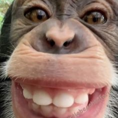 Monkey - Pfp Collection