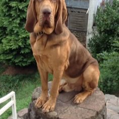 Bloodhound Pfps and Icons - For Discord, Instagram & TikTok