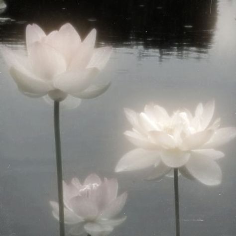 Soft Aesthetic Pfp by denxfn2024