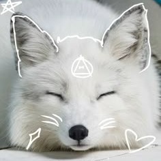 Arctic Fox Pfp by rockhartd