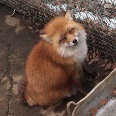 Cute Fox Pfps and Icons - For Discord, Instagram & TikTok