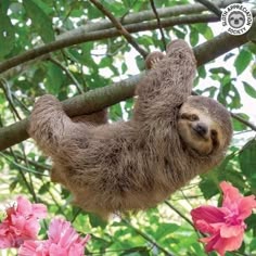 Sloth Pfp by dino_696