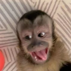 Funny Monkey Pfp by fnb_billywilly