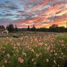 Nature Pfp by hayden.0