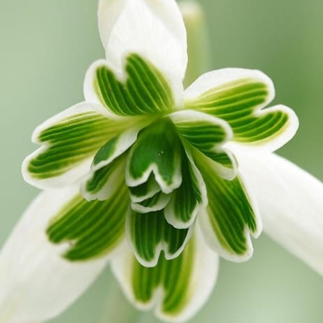 Green Profile Icon Pfp by gojicrusader