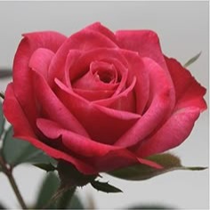 Rose Pfp by fruitusmaximus