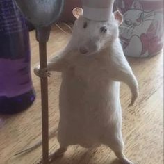 Rat Profile Image Pfp by dino_696