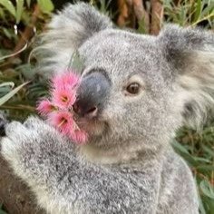 Koala Pfps and Icons - For Discord, Instagram & TikTok