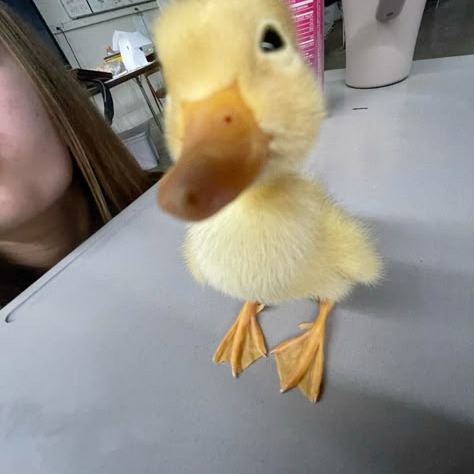 Duck Profile Icon Pfp by ud_lord