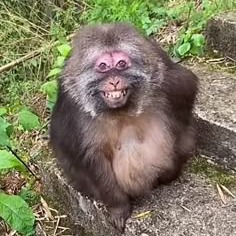 Monkey 10 Pfp by hakz