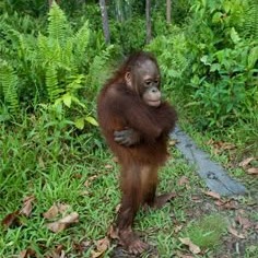 Monkey - Pfp Collection