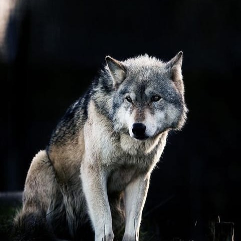 Wolf Pfps and Icons - For Discord, Instagram & TikTok