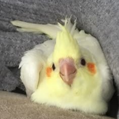 Cockatiel Pfps and Icons - For Discord, Instagram & TikTok