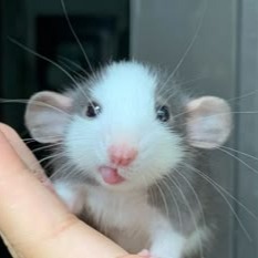 Cute Rat Icon Pfp by Shad