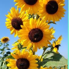 Sunflower Pfp Pfp by sunwoottang