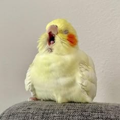 Cockatiel Pfps and Icons - For Discord, Instagram & TikTok