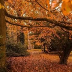 Fall Aesthetic Pfps and Icons - For Discord, Instagram & TikTok