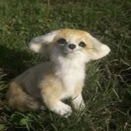 Fennec Fox Pfp by rockhartd