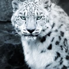 Snow Leopard Pfp by Maxvraak
