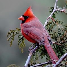 Cardinals Pfp by Faith꒰♡꒱