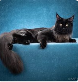 maine coon Pfp by seb07mitch
