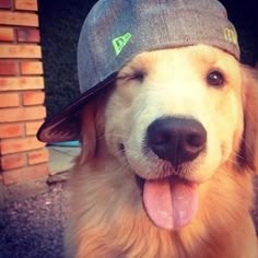 Dog With Hat User Icon Pfp by Lucid