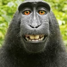 Monkey - Pfp Collection