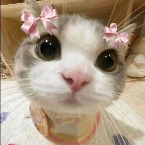 Cat Pfp by denxfn2024