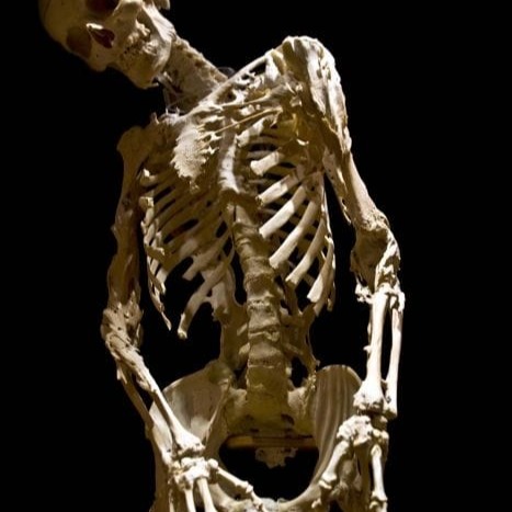 Skeleton Pfp by FaZa_Jr