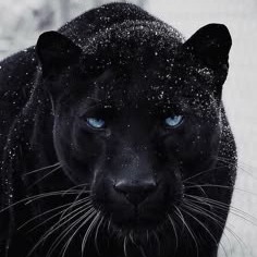 Black Panther Pfp Pfp by cosmic demon